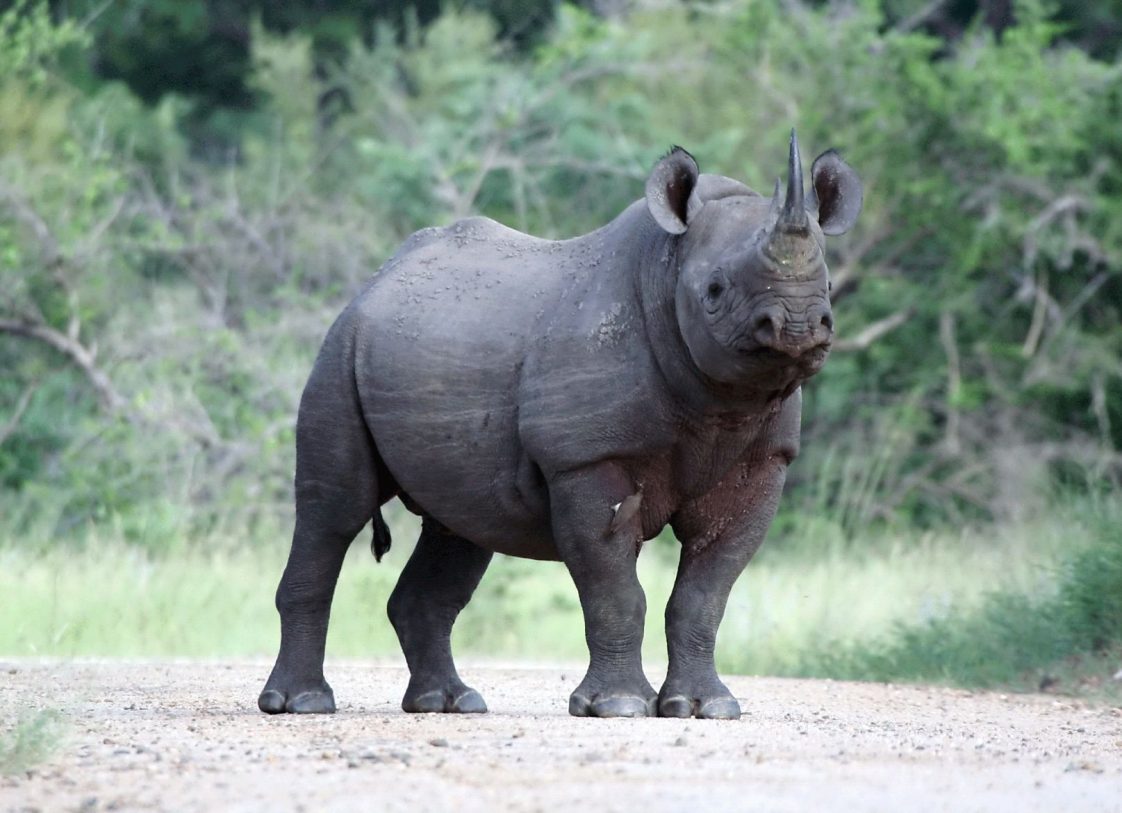 President Ruto Startled as Freed Rhino Runs Toward His Van During ...